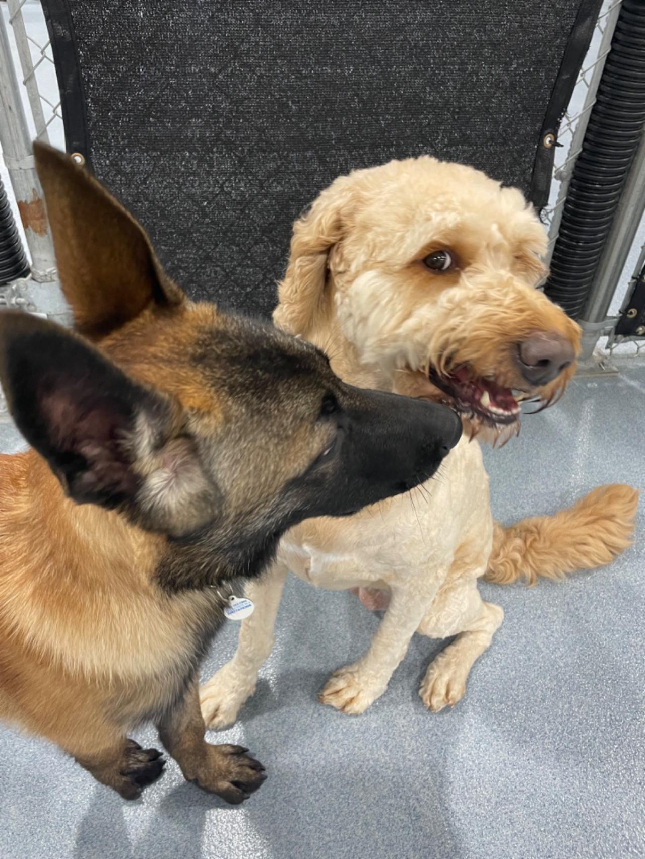 Rowdy Ruff House | Paw Partner