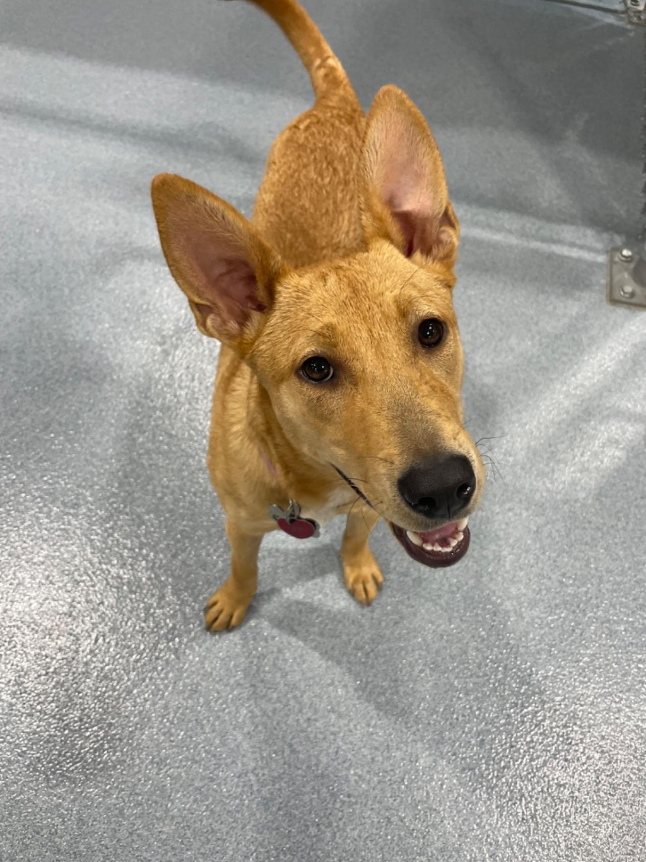 Rowdy Ruff House | Paw Partner