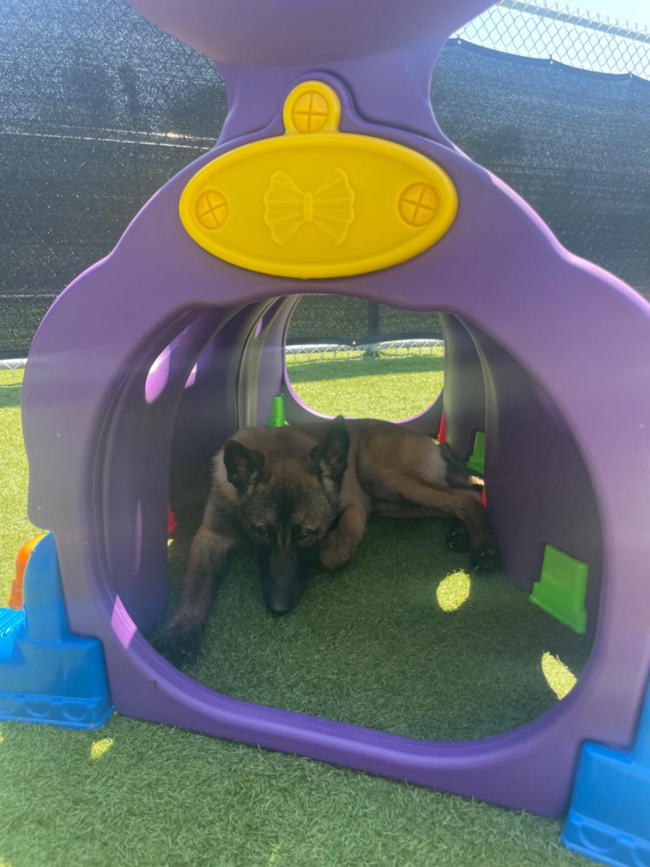 Rowdy Ruff House | Paw Partner