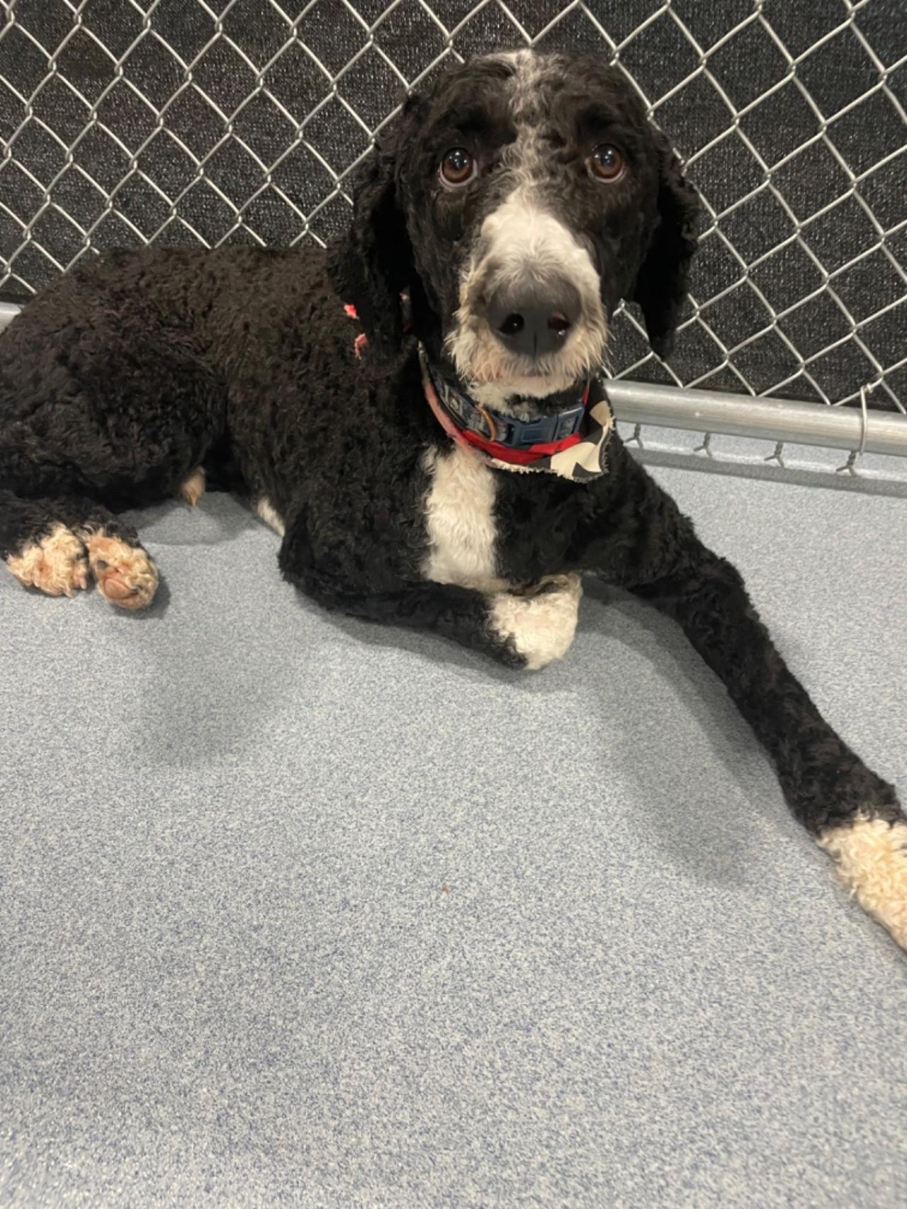 Rowdy Ruff House | Paw Partner