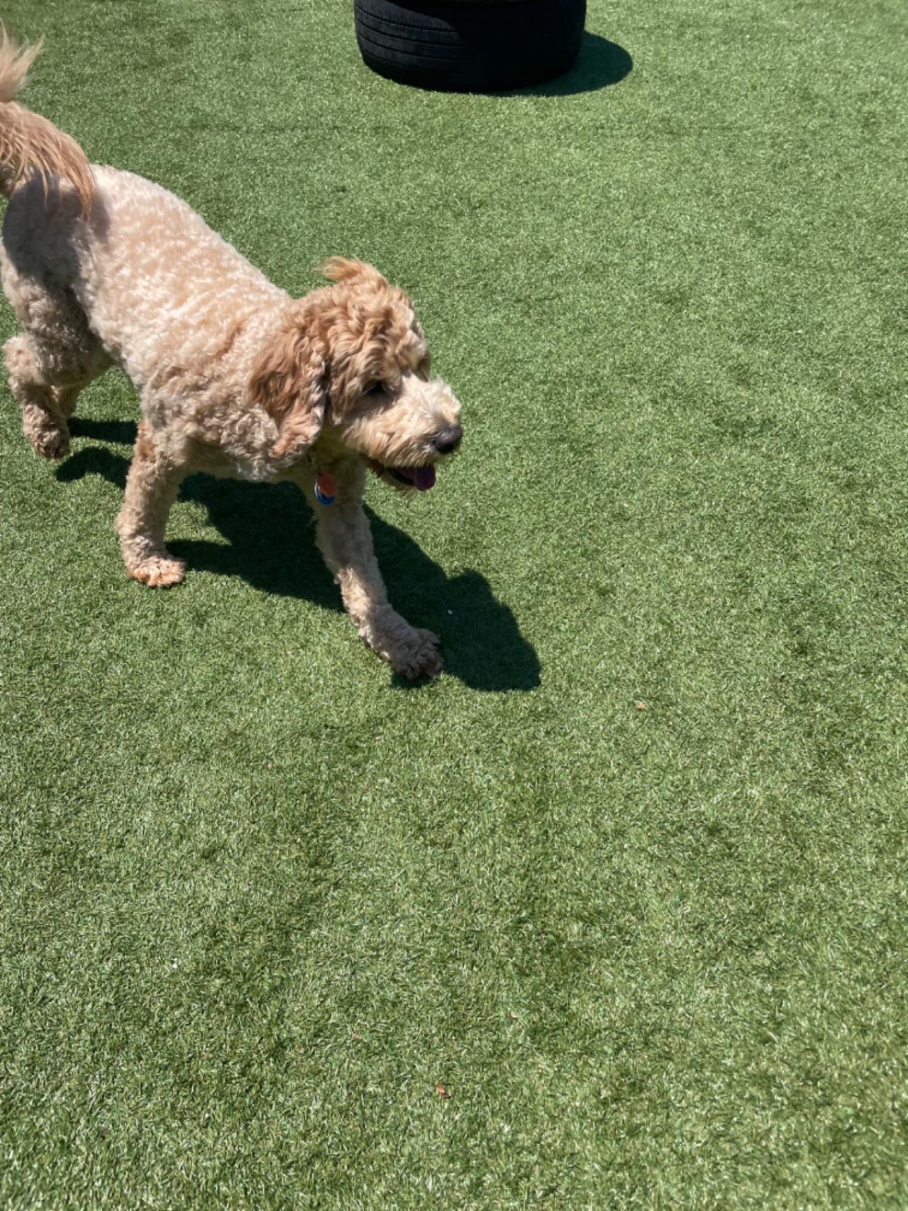 Rowdy Ruff House | Paw Partner