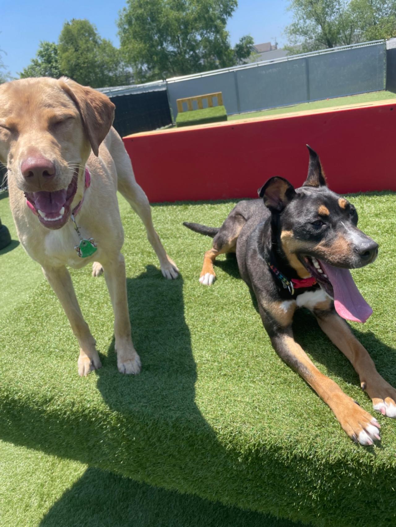 Rowdy Ruff House | Paw Partner