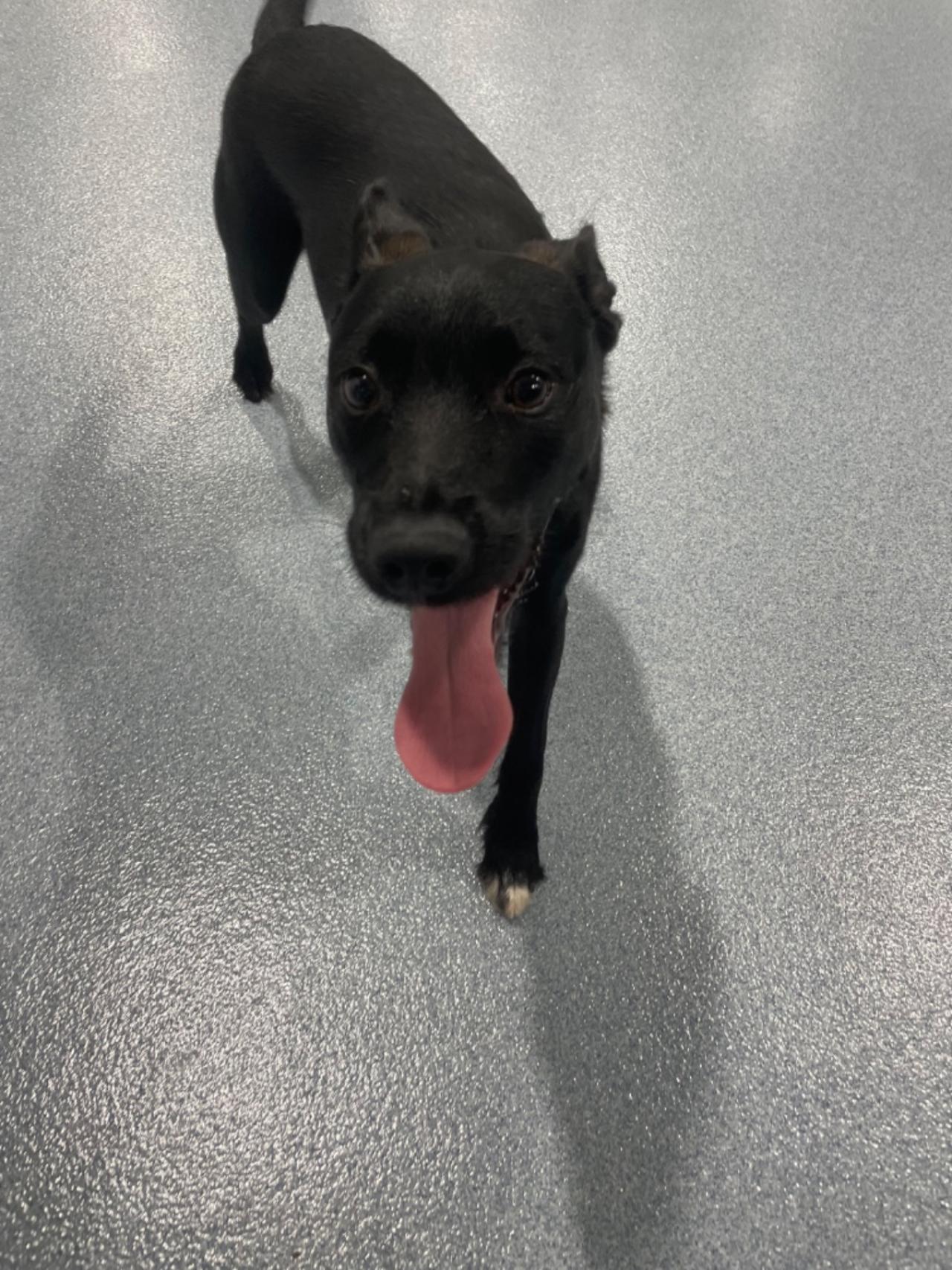 Rowdy Ruff House | Paw Partner