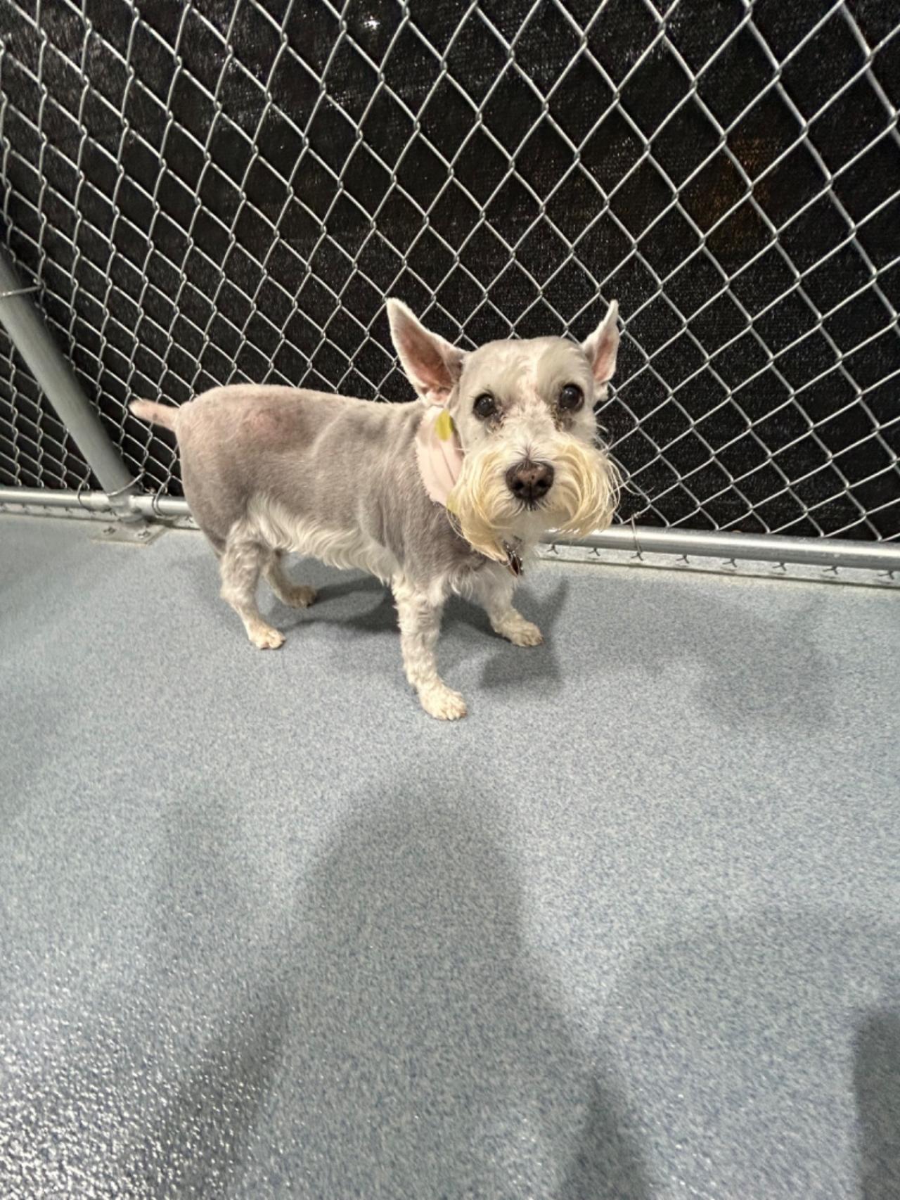 Rowdy Ruff House | Paw Partner