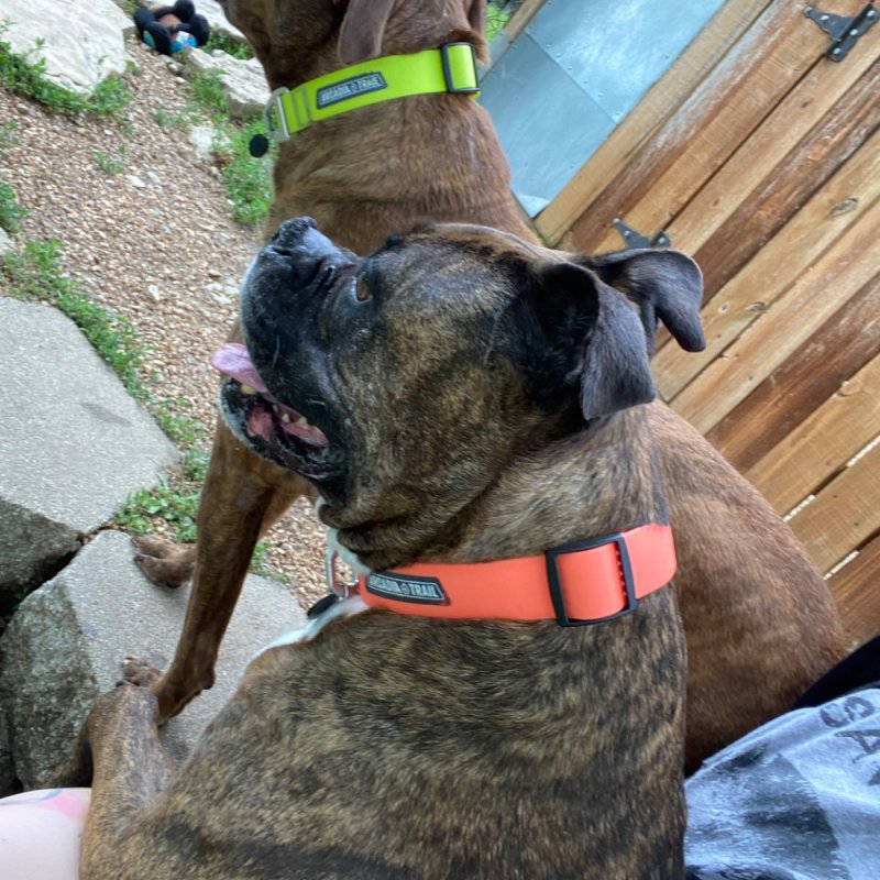 Branson Pet Resort | Paw Partner