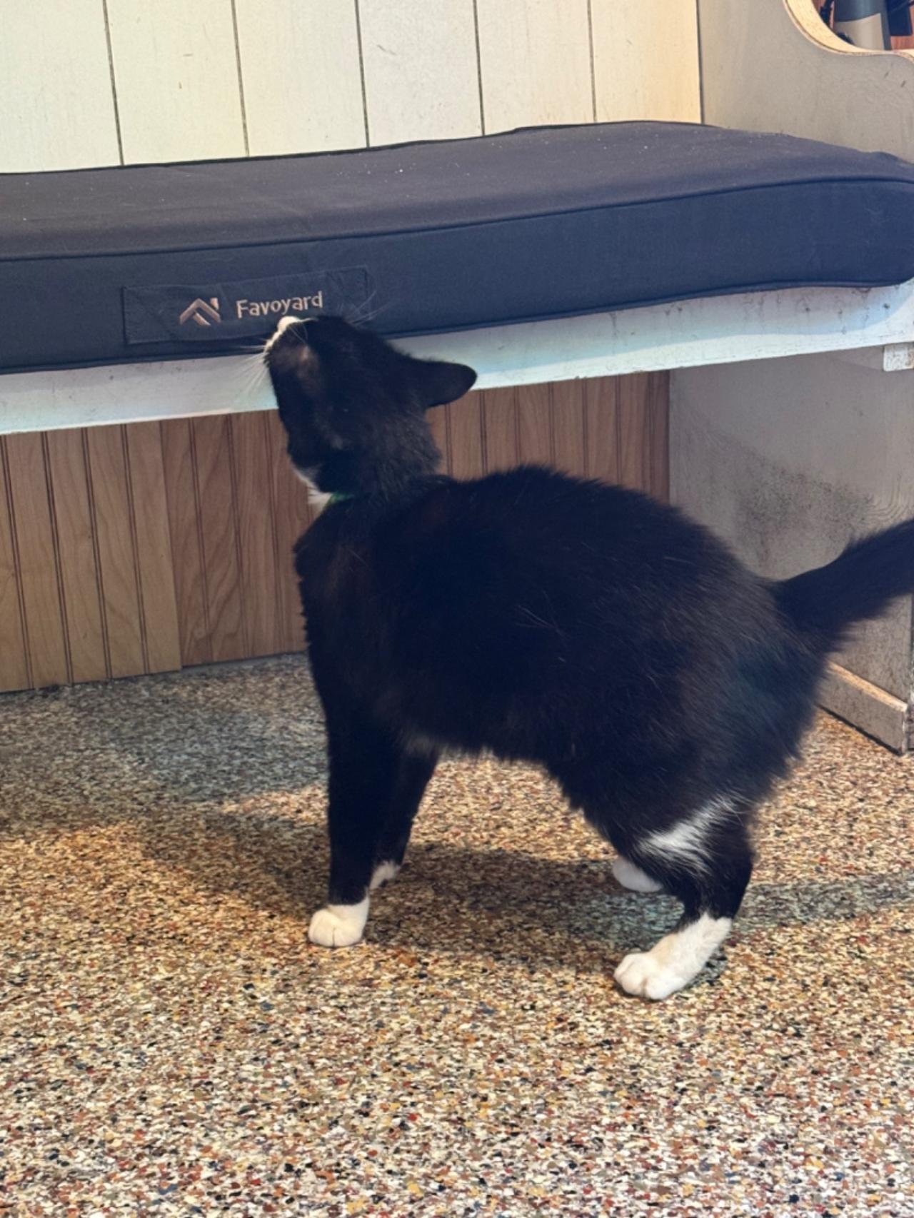 Tiny Tails Lodge | Paw Partner