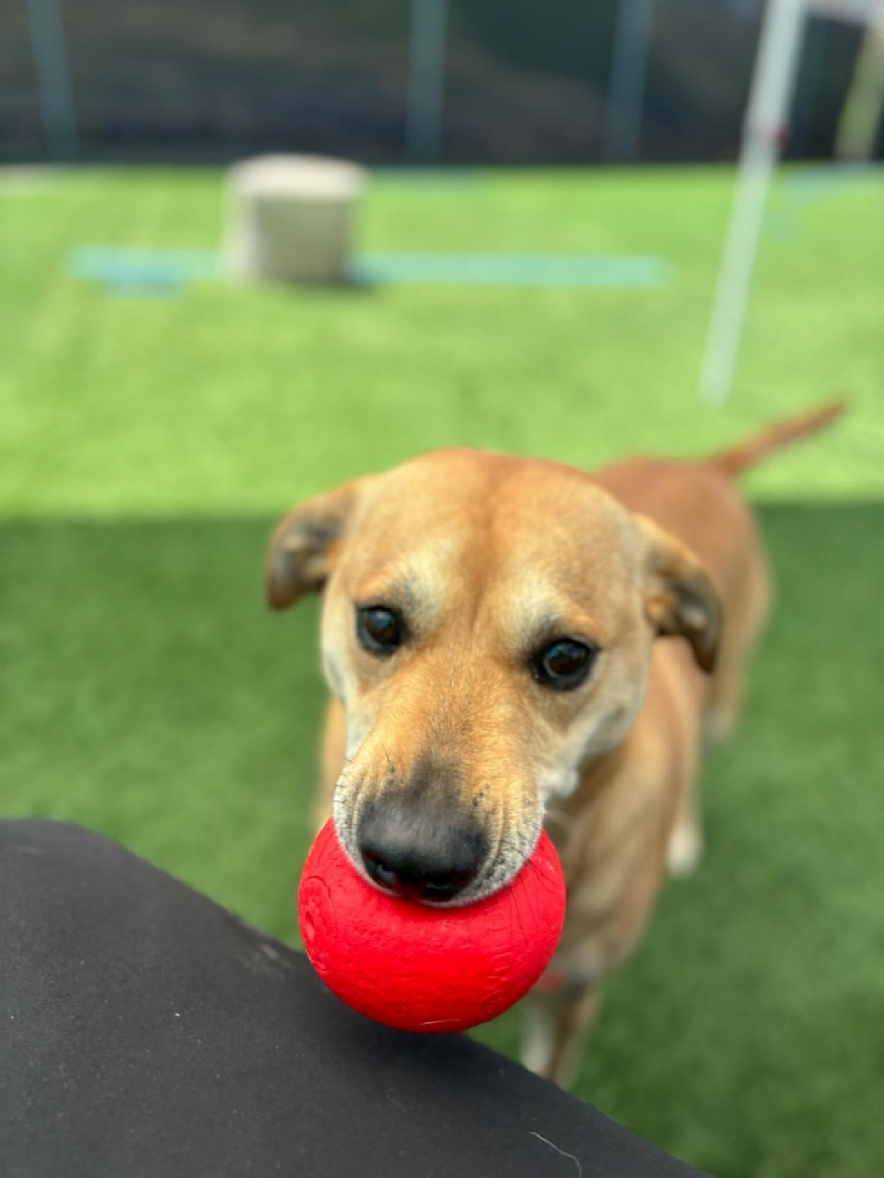 Urban Tails | Paw Partner