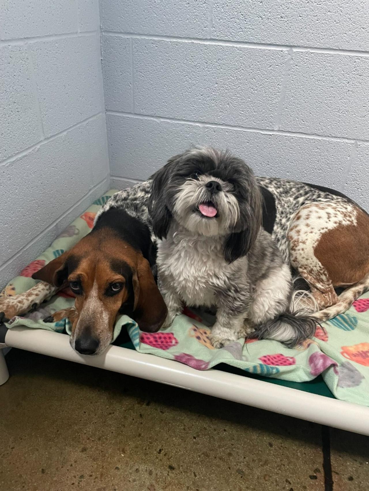 Urban Tails | Paw Partner