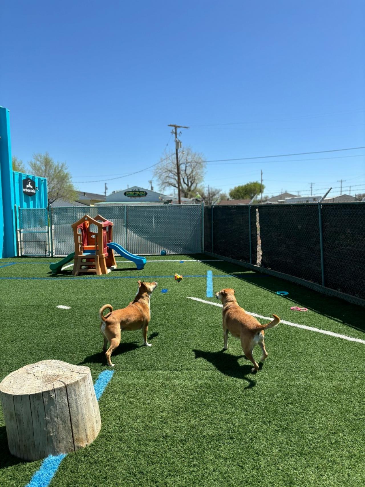 Urban Tails | Paw Partner