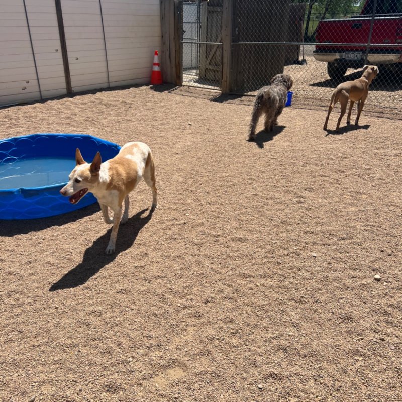 Destiny's Club Mutt | Paw Partner