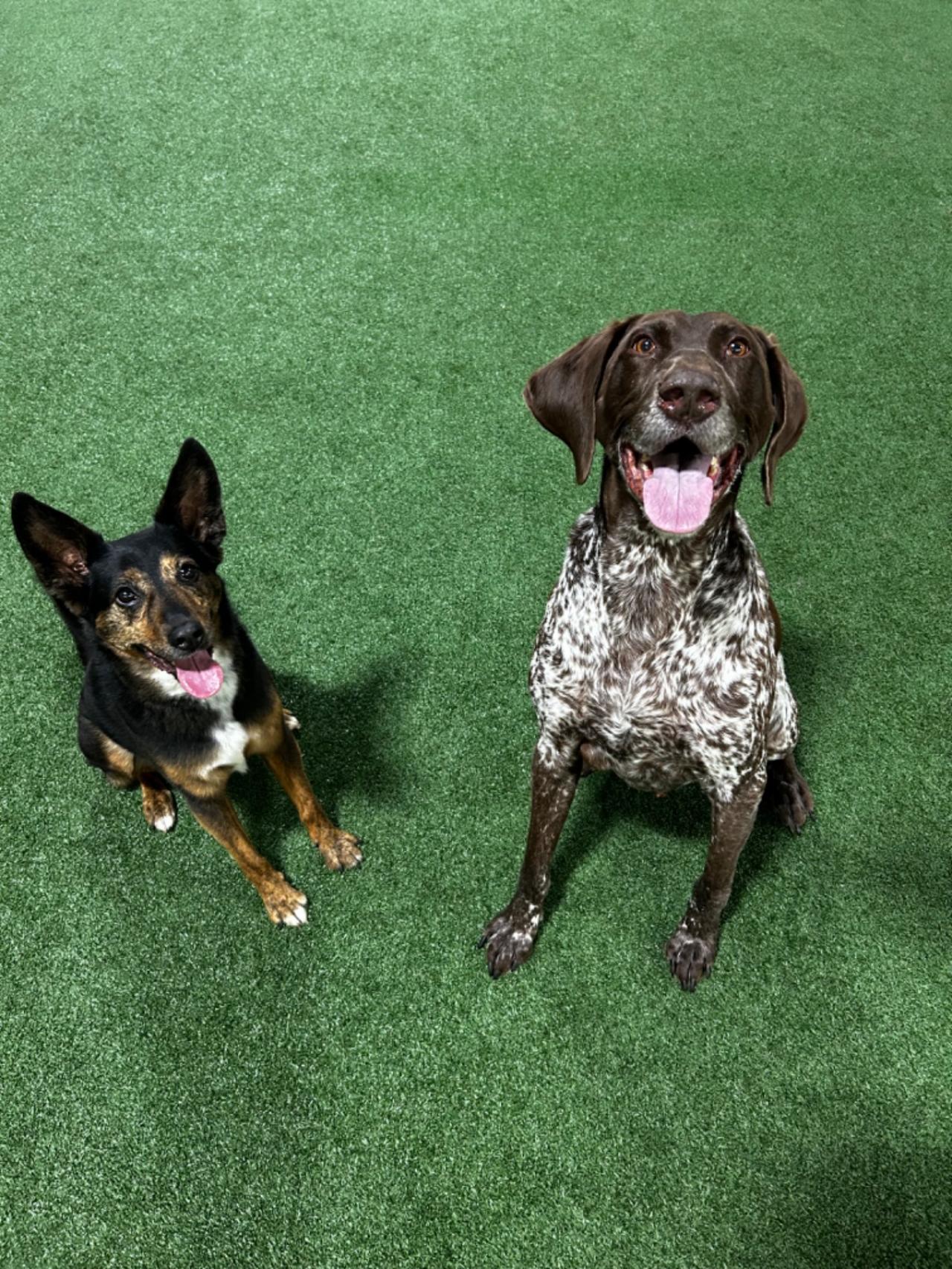 Club k9 At The Ranch | Paw Partner