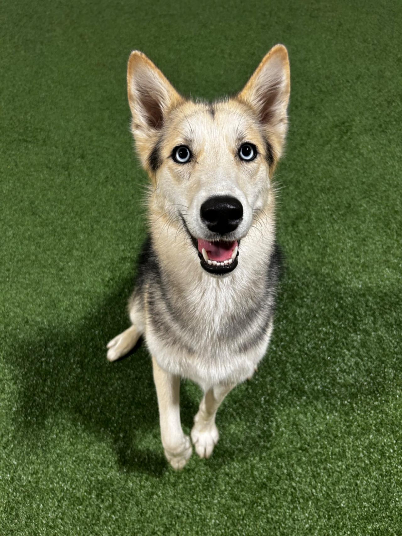 Club k9 At The Ranch | Paw Partner