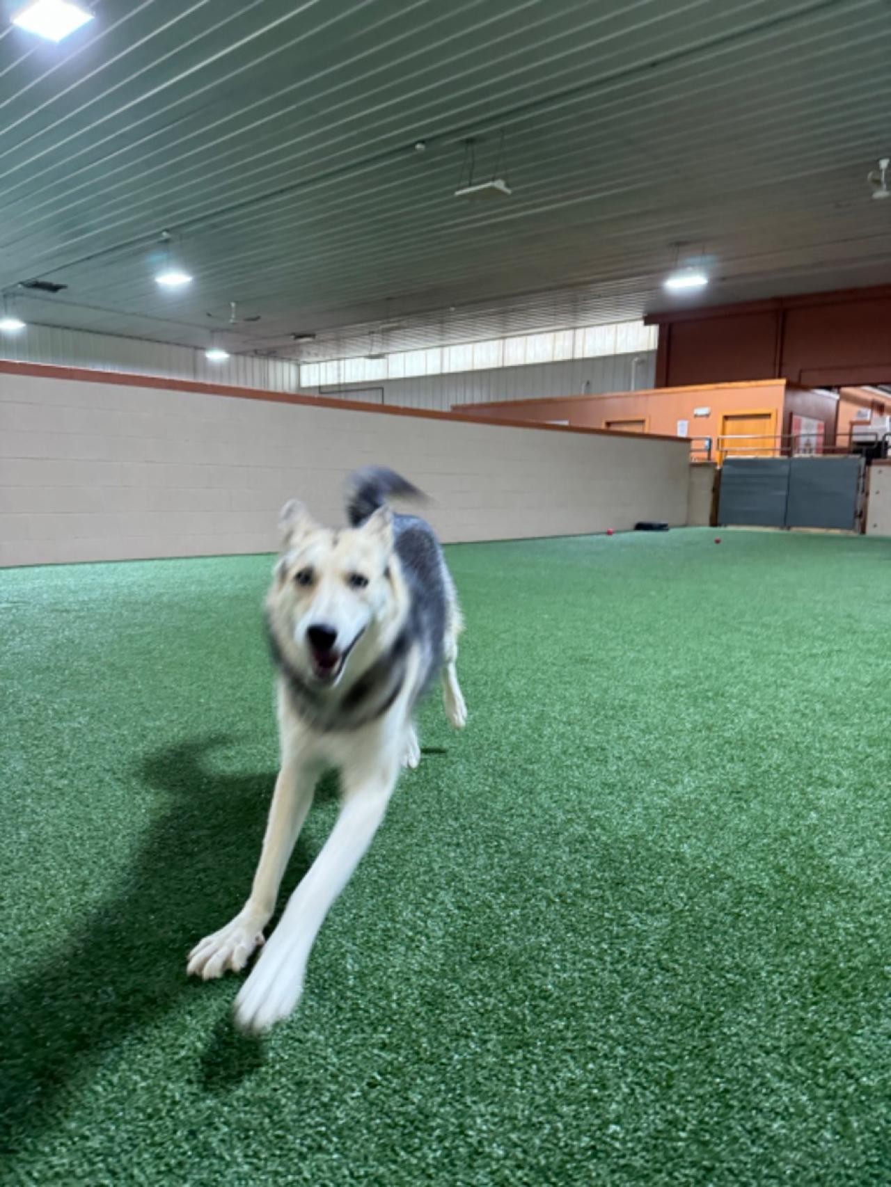 Club k9 At The Ranch | Paw Partner