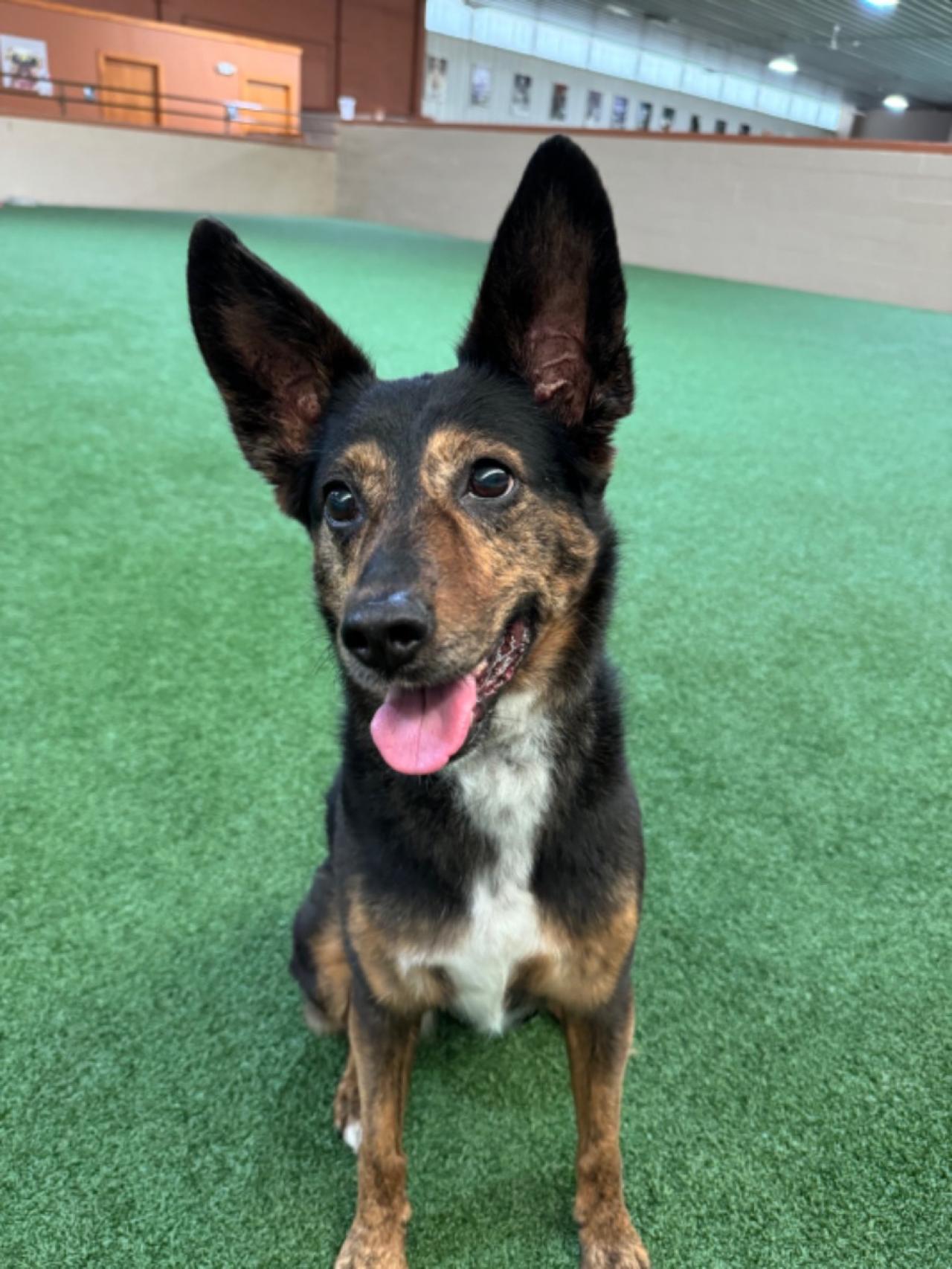 Club k9 At The Ranch | Paw Partner