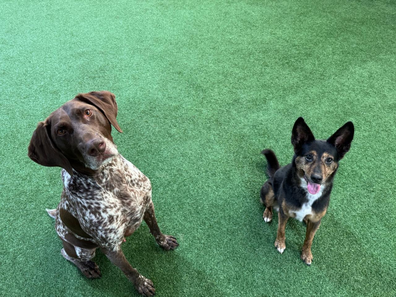 Club k9 At The Ranch | Paw Partner