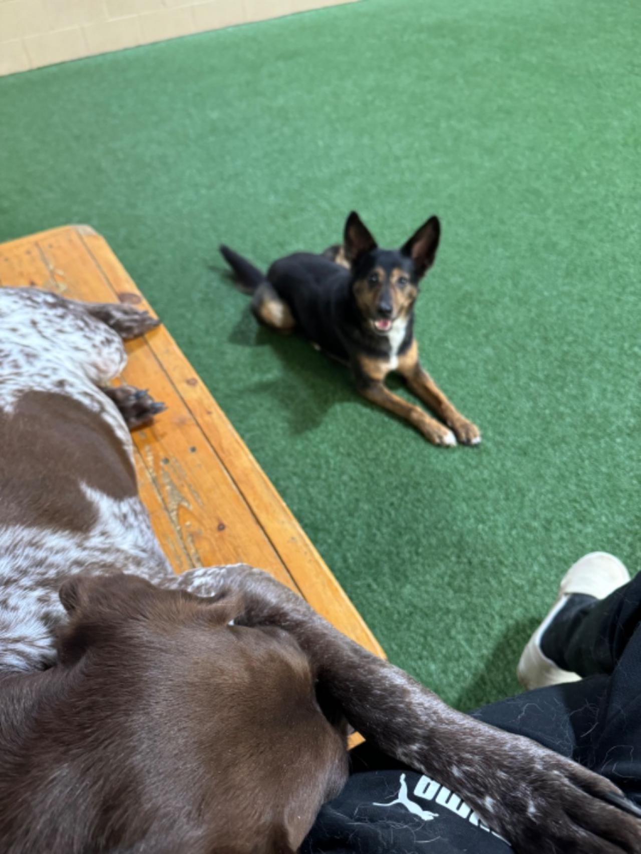 Club k9 At The Ranch | Paw Partner