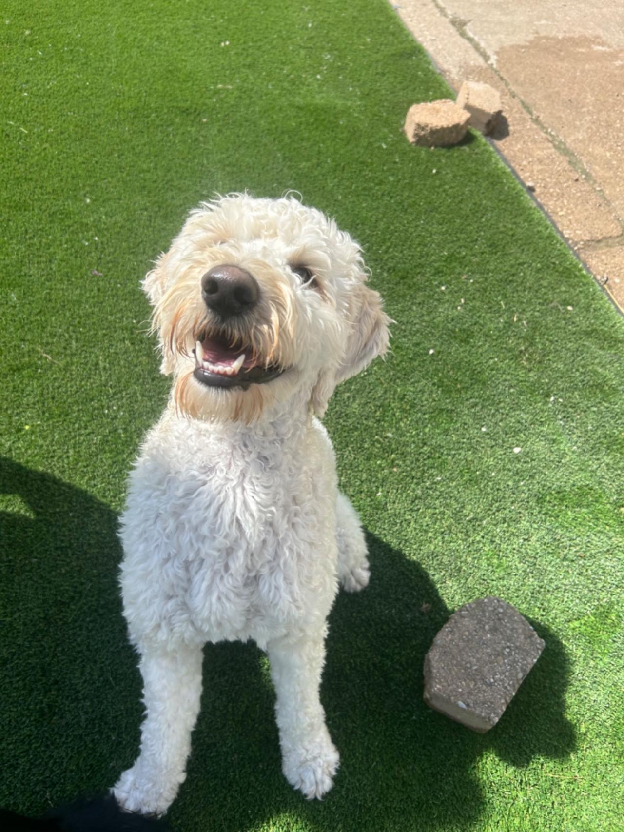 Almost Home - Speak Dog | Paw Partner