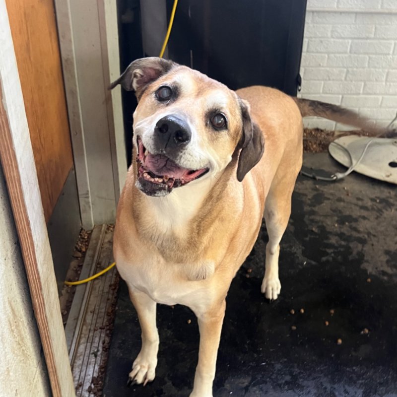 Lake City Barks And Recreation | Paw Partner