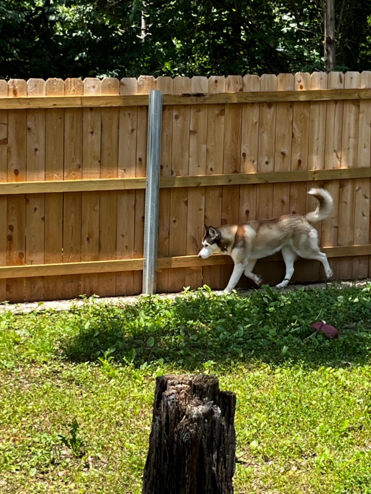 Shadowood Pet Resort | Paw Partner