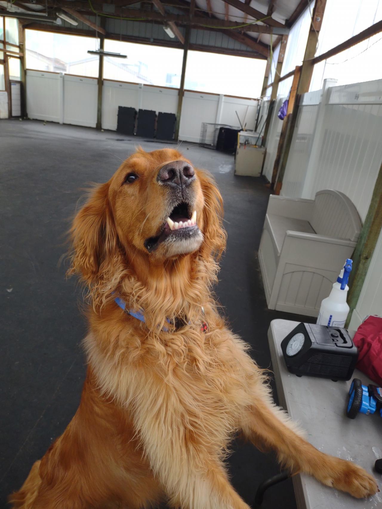 Camp Canine | Paw Partner