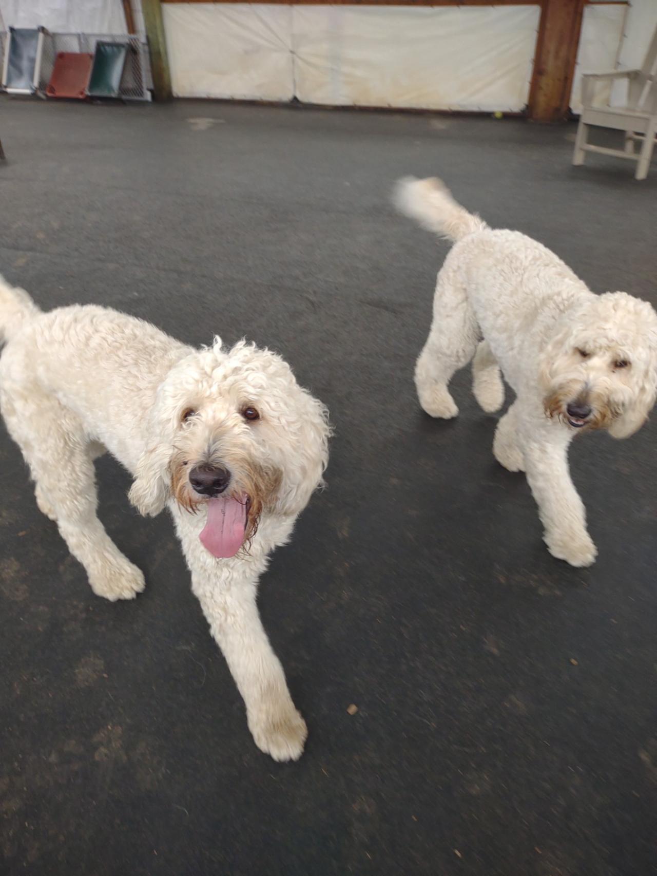 Camp Canine | Paw Partner