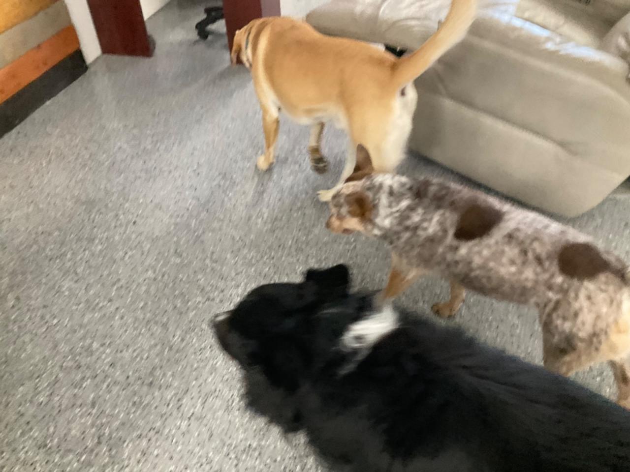 Dam Dog House | Paw Partner