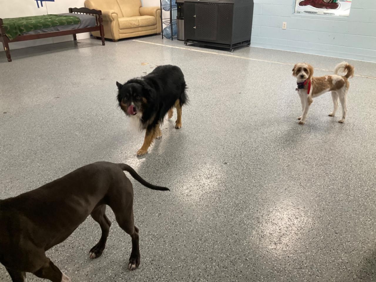 Dam Dog House | Paw Partner