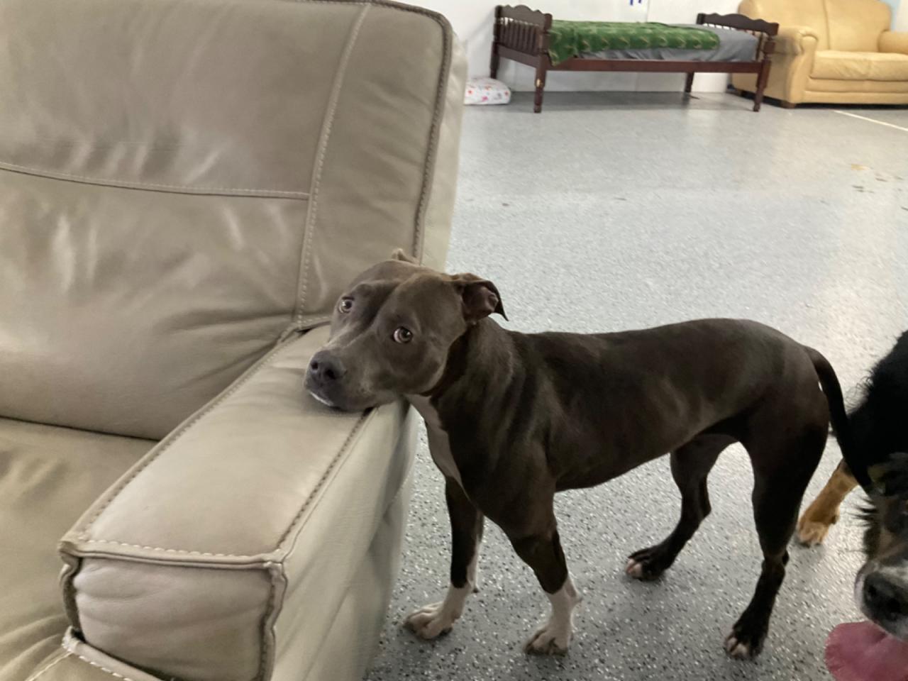 Dam Dog House | Paw Partner