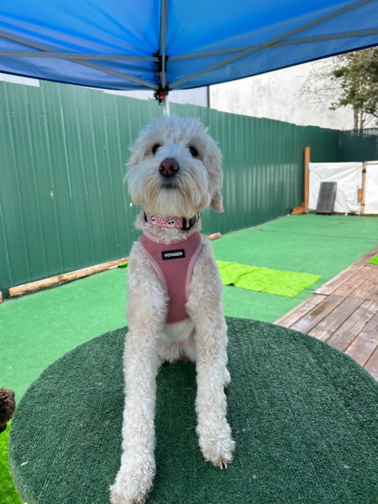 Camp Canine | Paw Partner