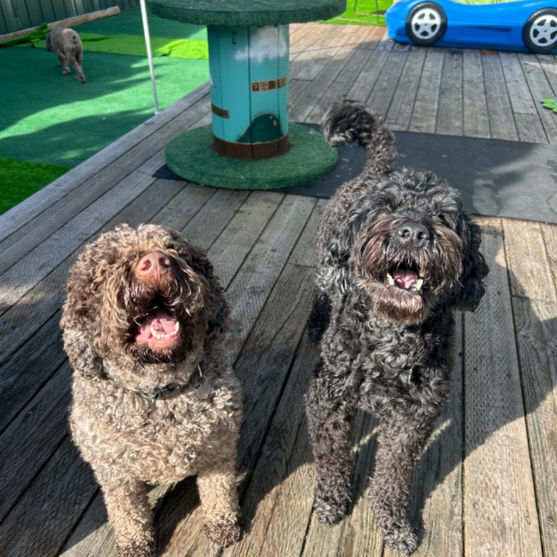 Camp Canine | Paw Partner