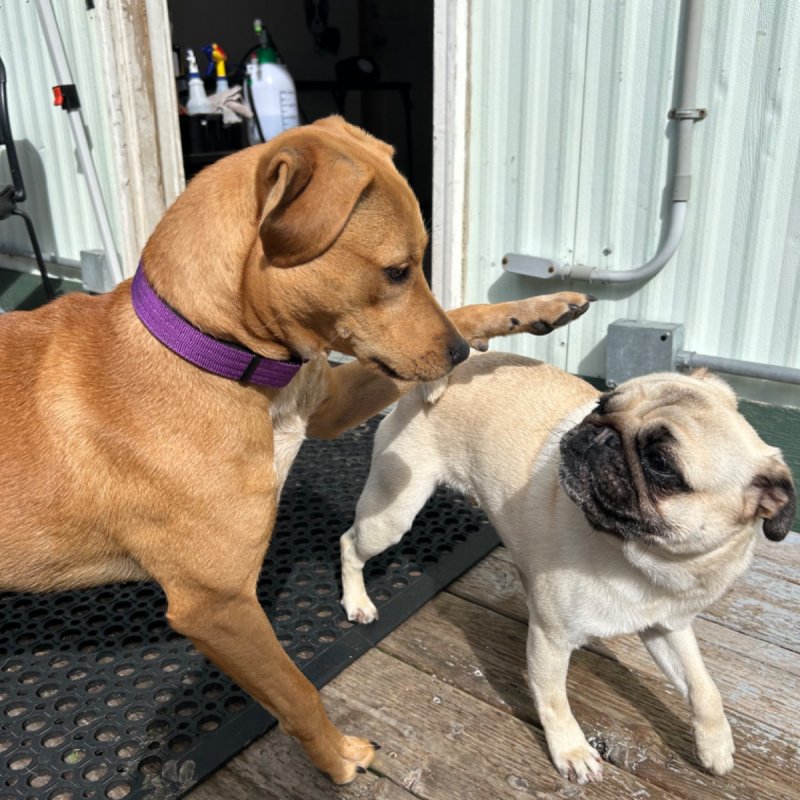 Camp Canine | Paw Partner