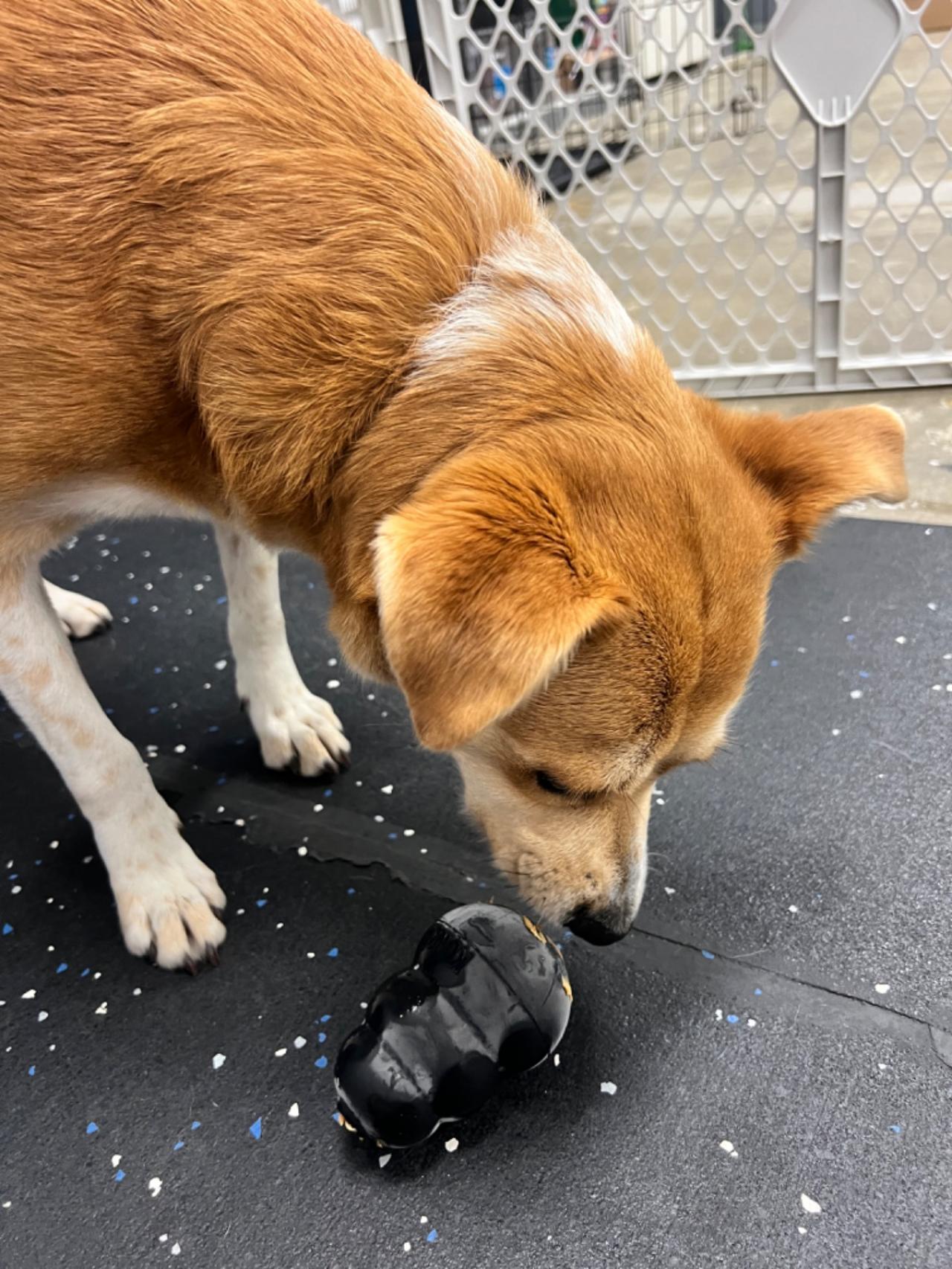 Tail Spinz | Paw Partner