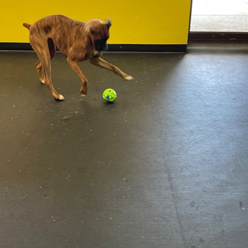 Tail Spinz | Paw Partner