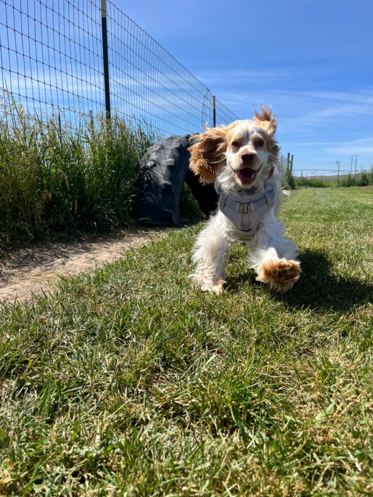 Country Kennels | Paw Partner
