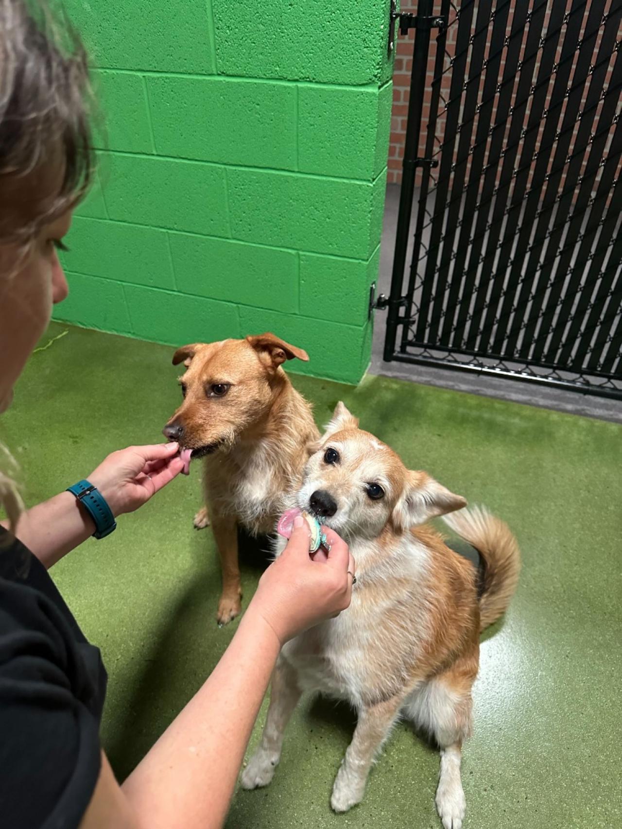 Urban Tails | Paw Partner
