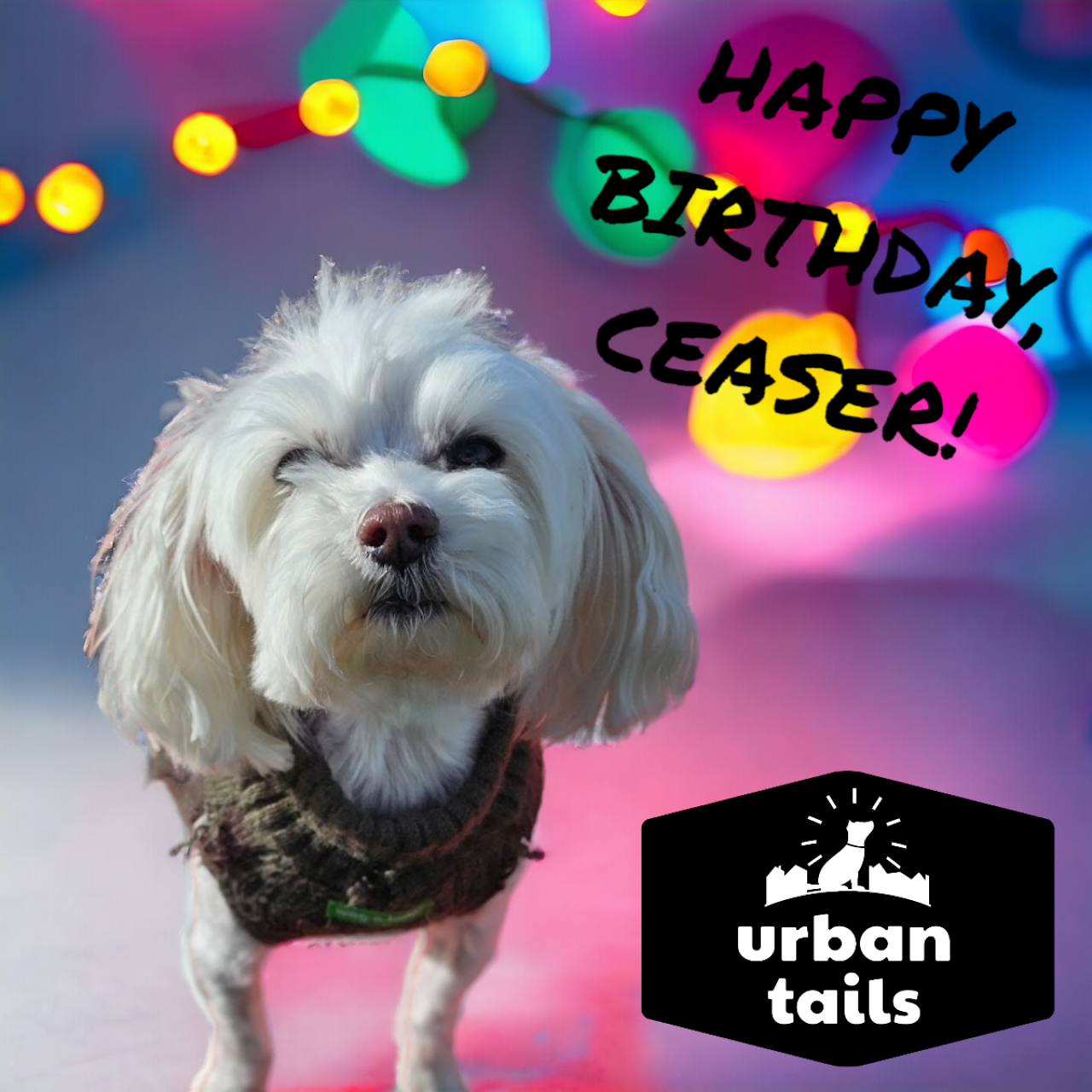 Urban Tails | Paw Partner