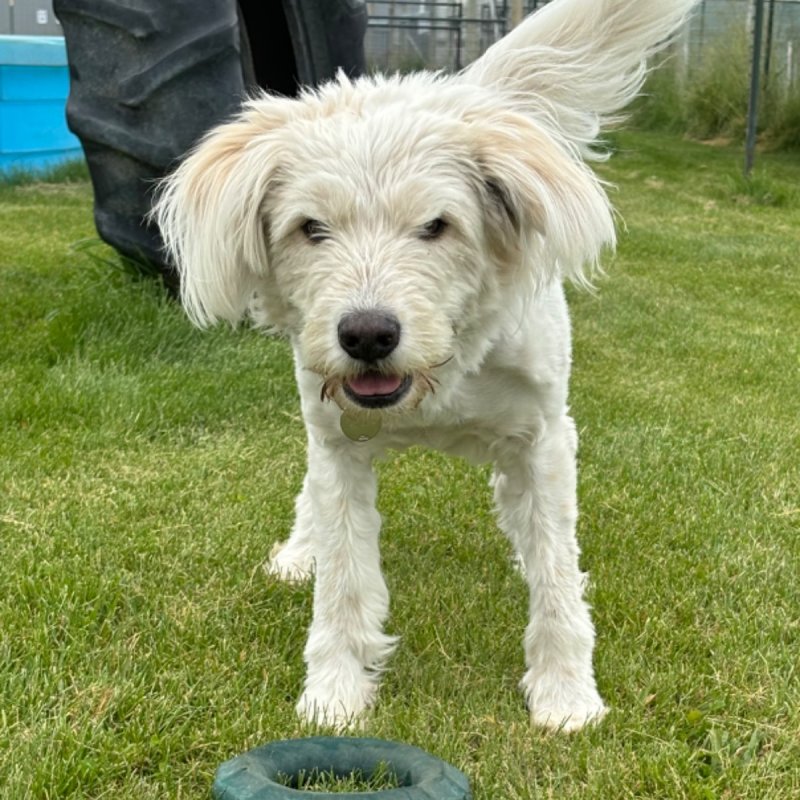 Country Kennels | Paw Partner