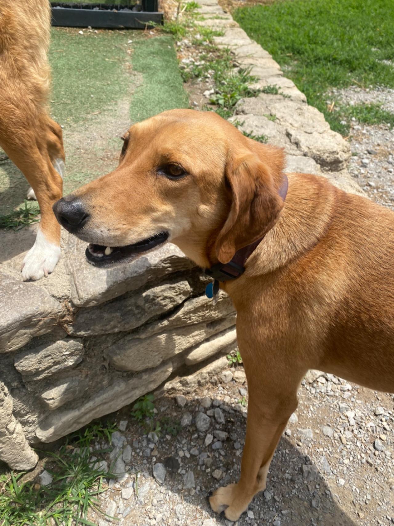 Timeline | Paw Partner