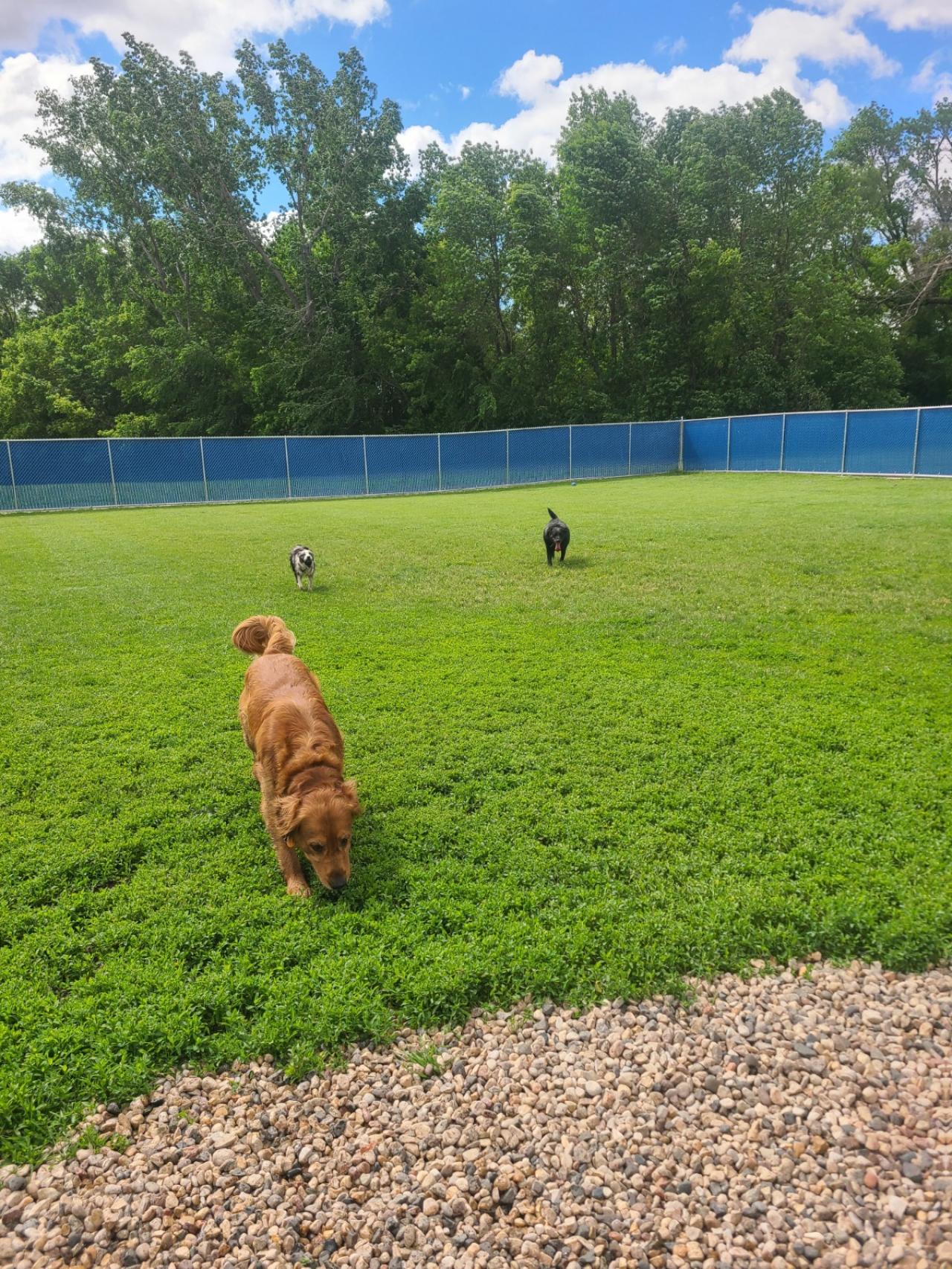 Timeline | Paw Partner