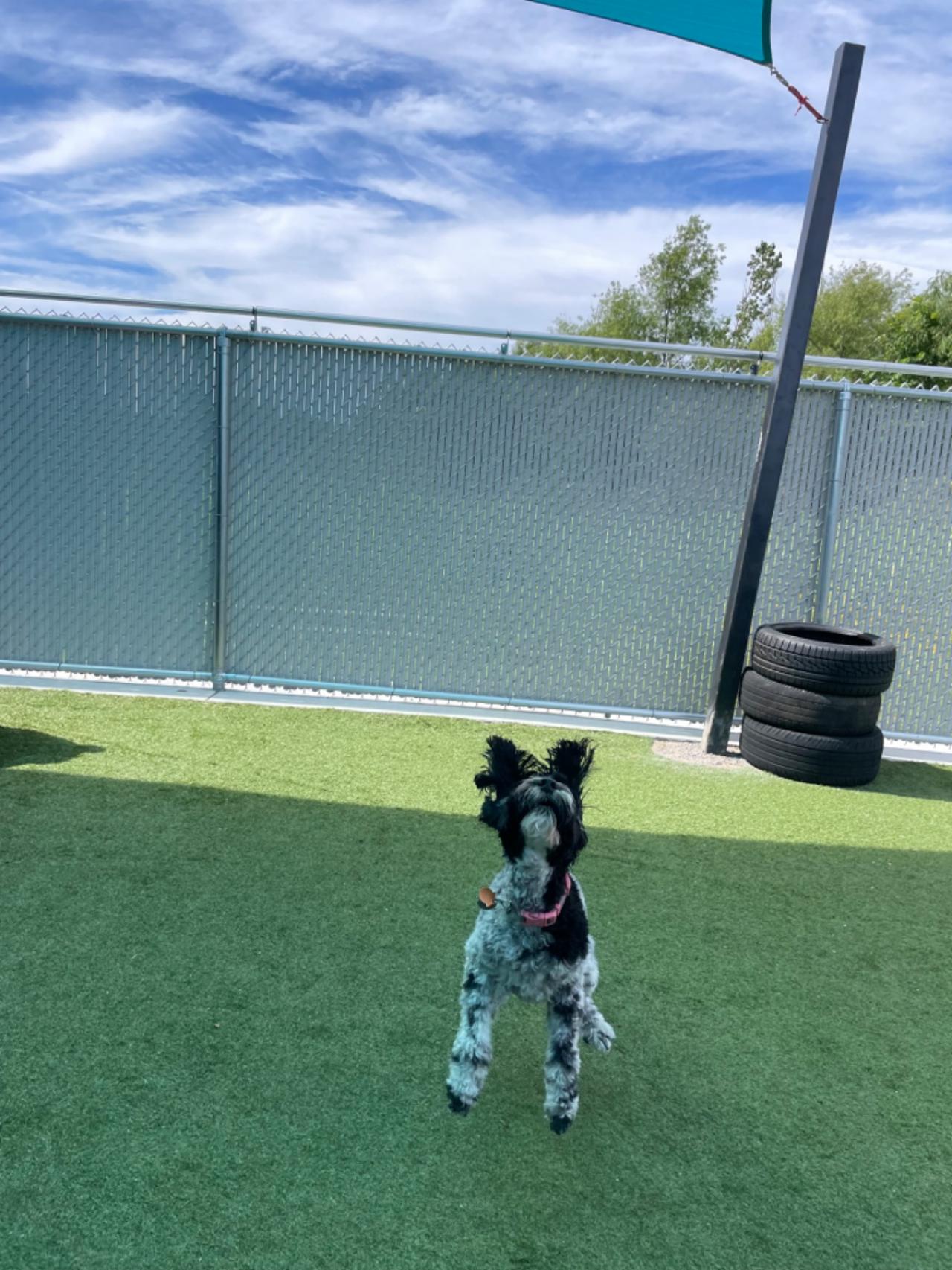 Rowdy Ruff House | Paw Partner