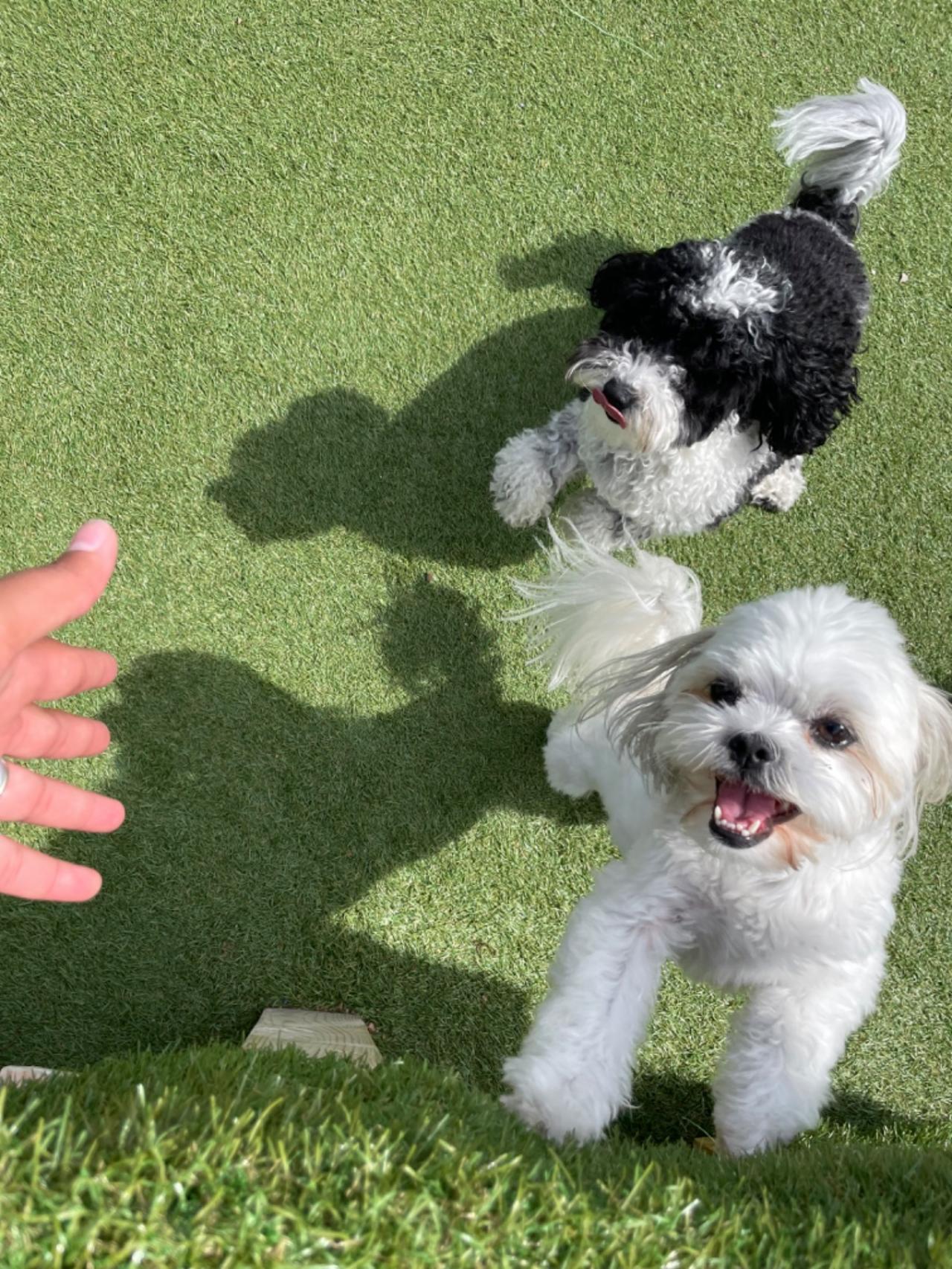 Rowdy Ruff House | Paw Partner