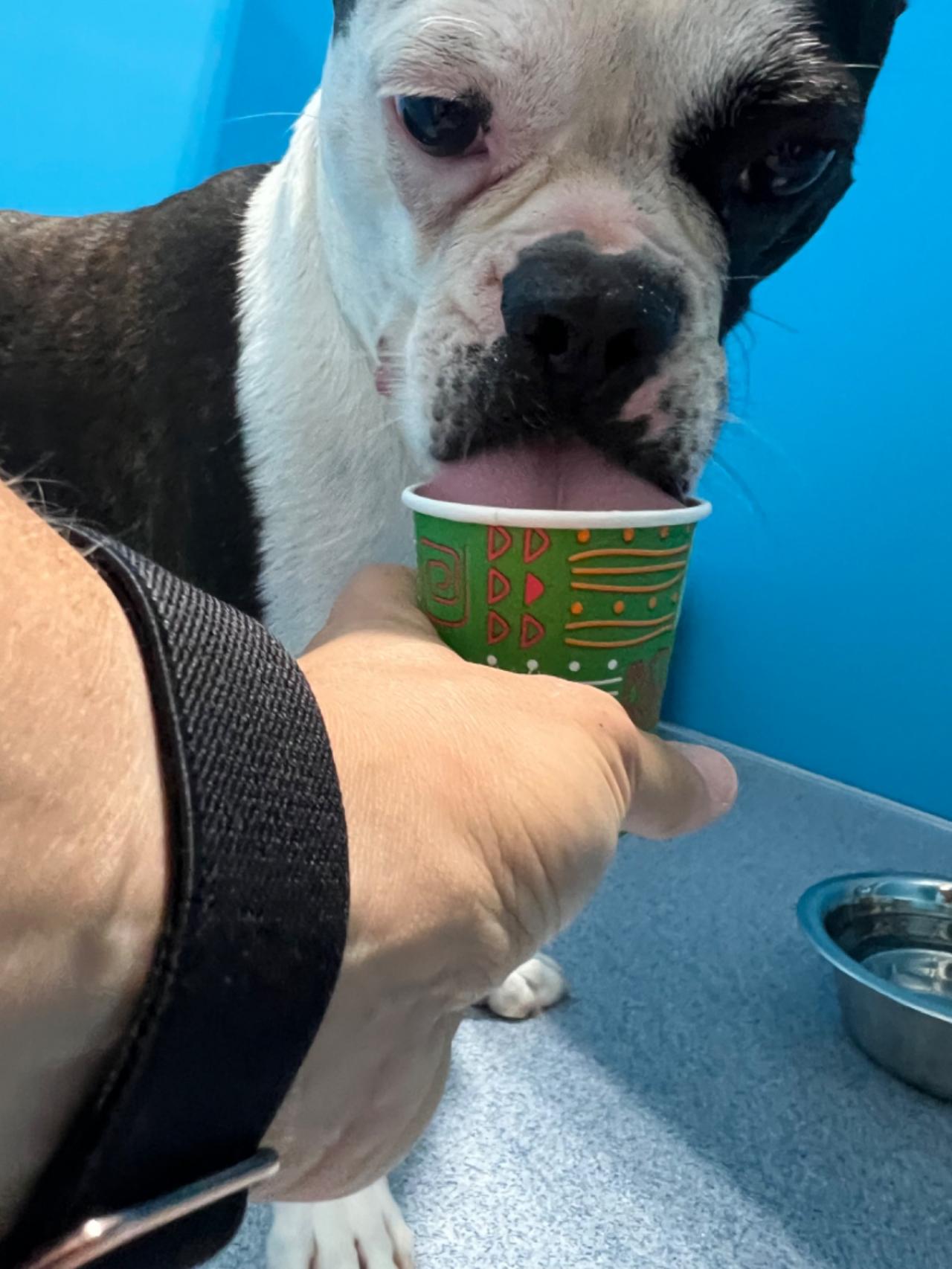 Rowdy Ruff House | Paw Partner