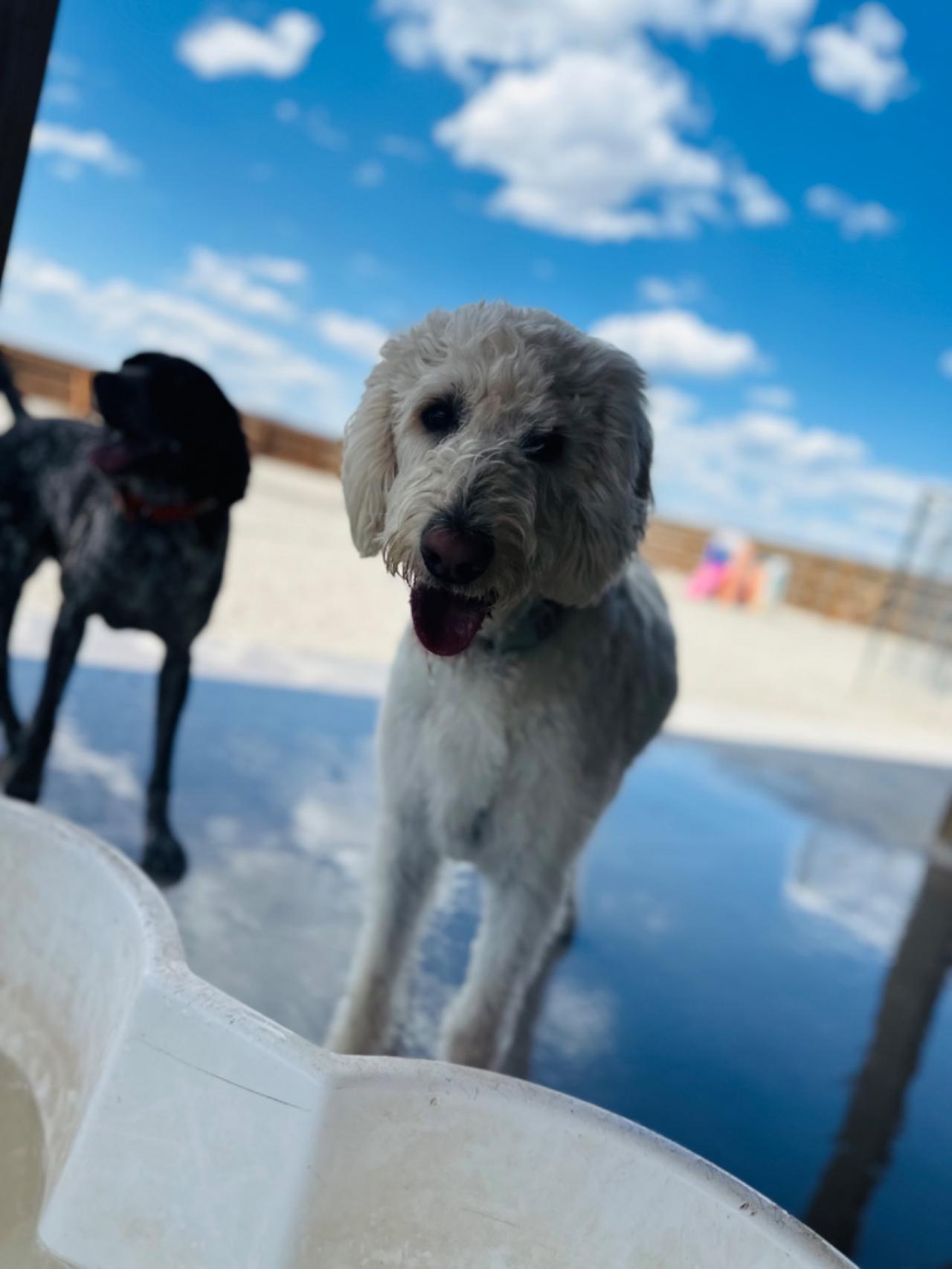 Iron Will Dog Lodge | Paw Partner