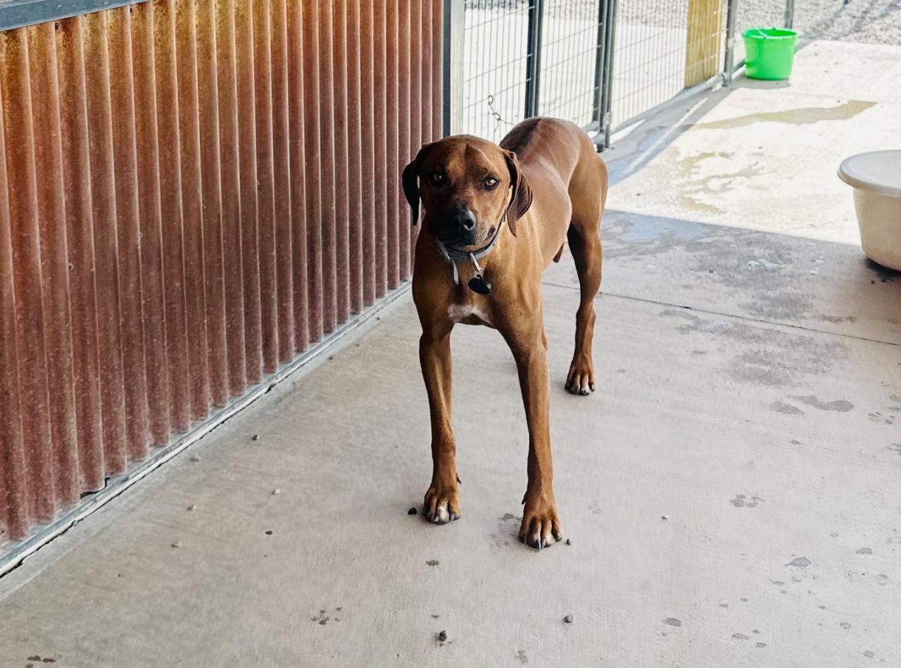 Iron Will Dog Lodge | Paw Partner