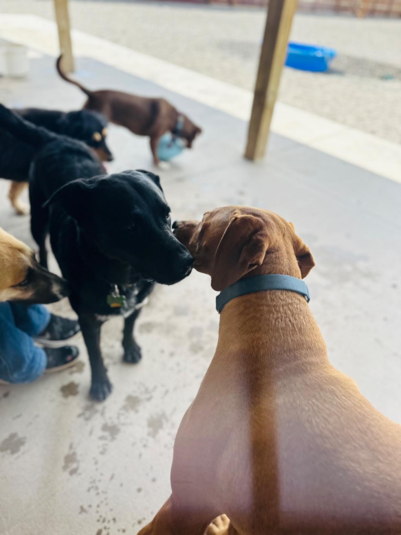 Iron Will Dog Lodge | Paw Partner