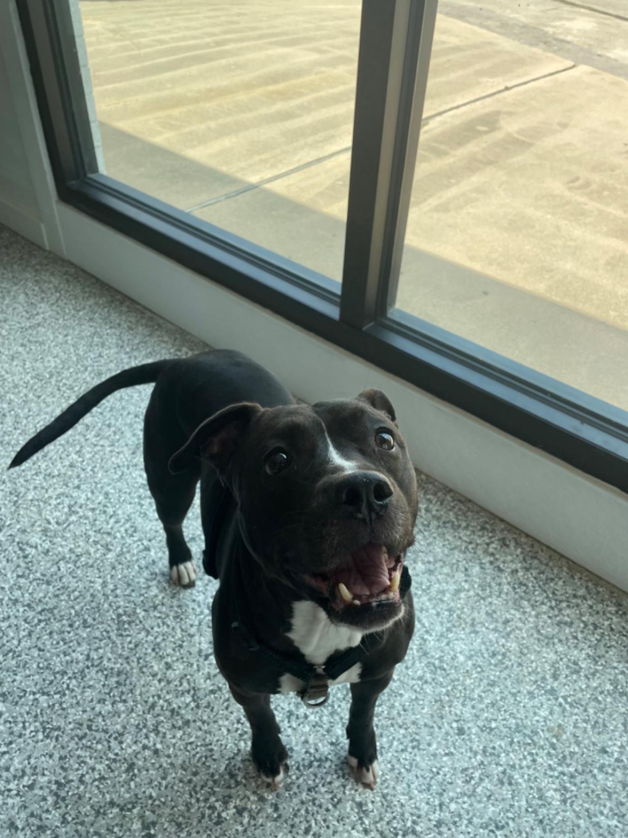 The Spawt | Paw Partner