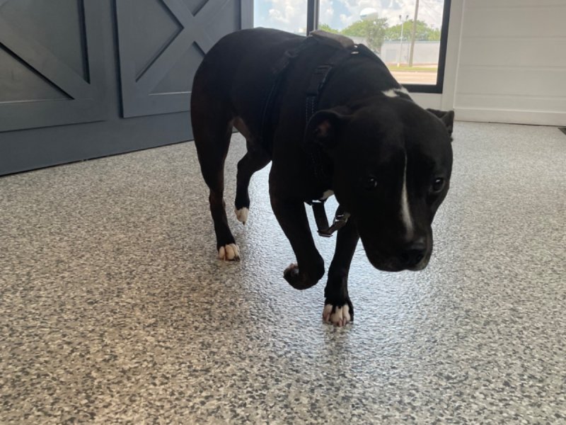 The Spawt | Paw Partner