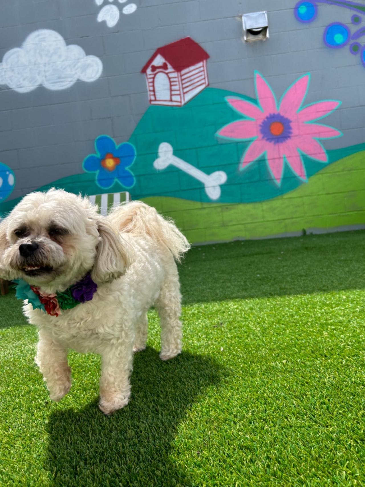 Wee Little Paws Inn - Crystal Lake | Paw Partner