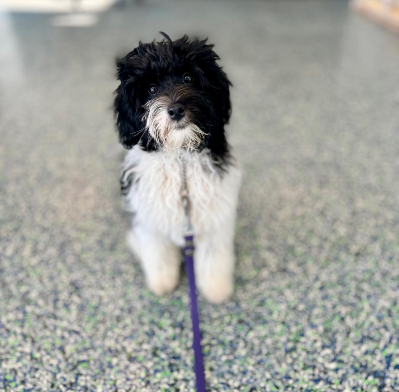 The Pup Hub Dog Daycare And Boarding | Paw Partner