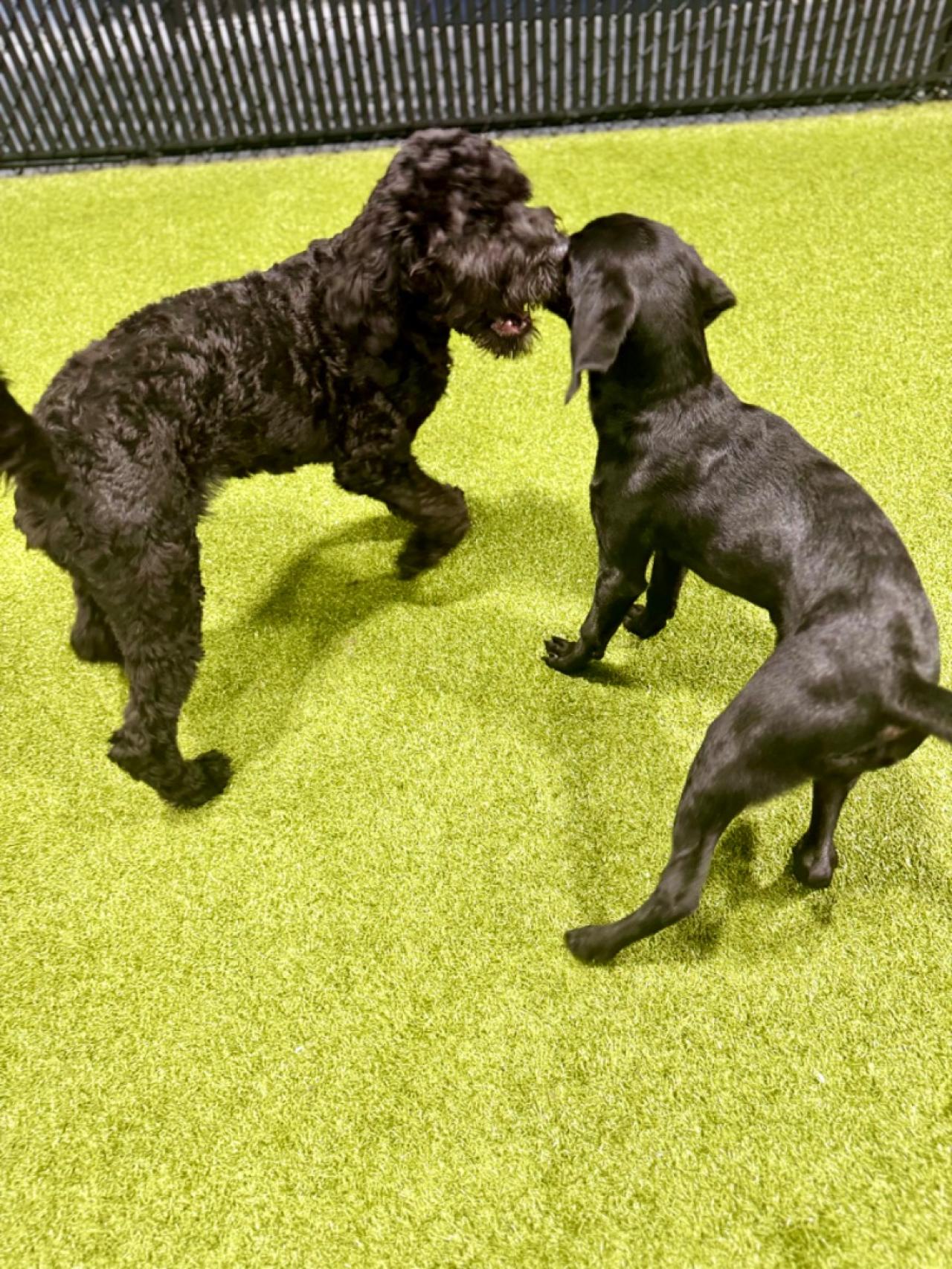 The Pup Hub Dog Daycare And Boarding | Paw Partner